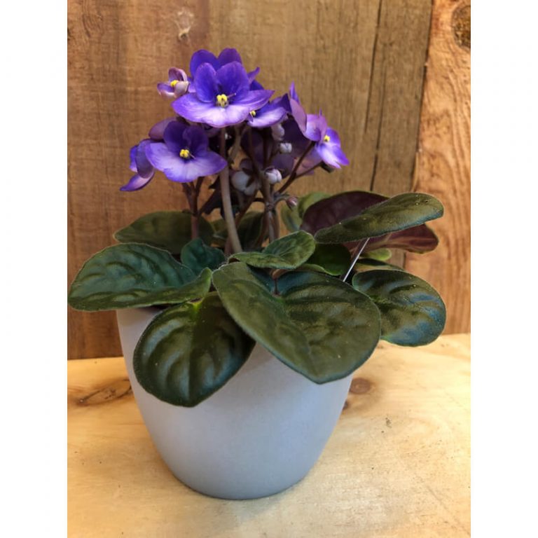 Violette africaine mauve - Nos Produits - Plantes et Décor Latour